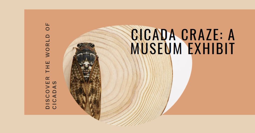 Dunn Museum in Libertyville Showcases Unique Cicada Exhibition ...